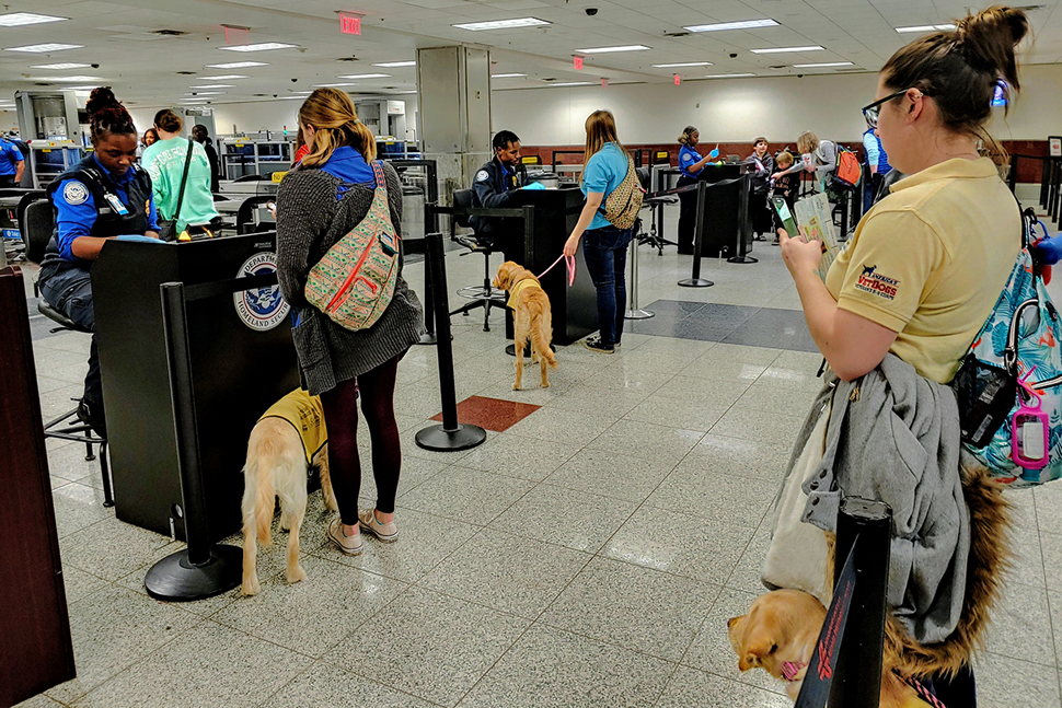 Guide dogs in training practice their skills at Atlanta airport ...