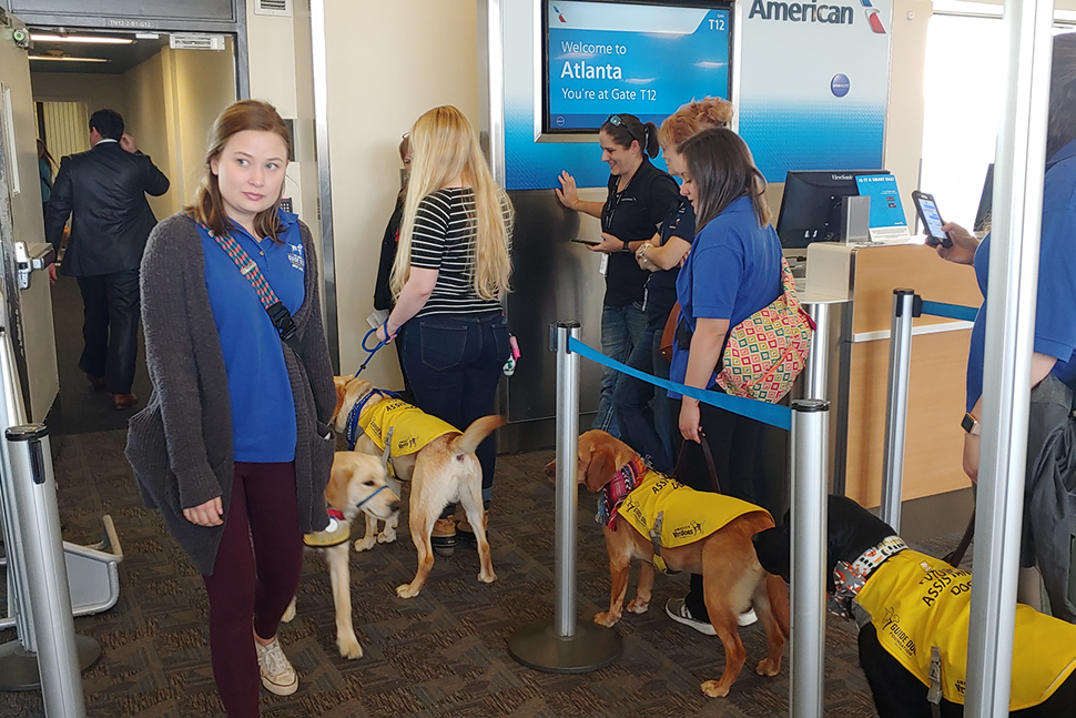 Guide dogs in training practice their skills at Atlanta airport ...